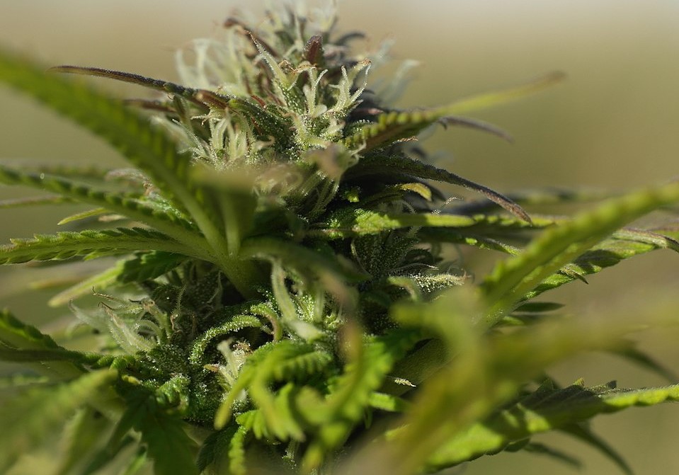Medical Cannabis Laws & The Medical Cannabis Movement in the ...
